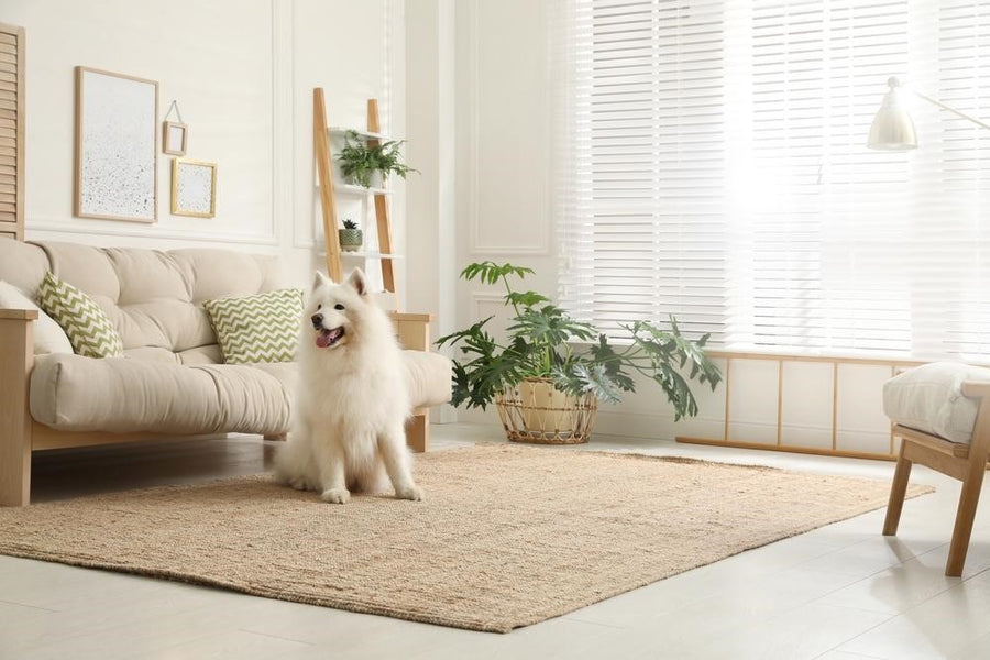 Pawsitively Perfect: Choosing the Best Rugs for Dogs and Their Unique ...